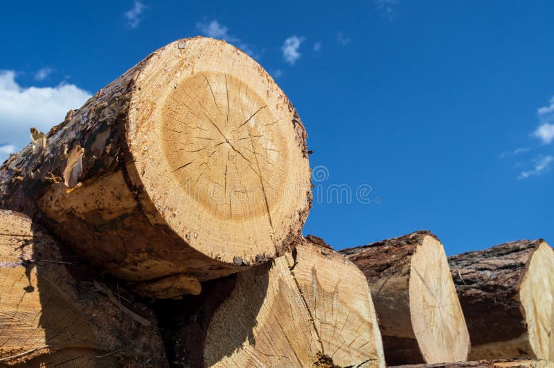 Stack of Timber on Blue Sky Background Stock Image - Image of ...