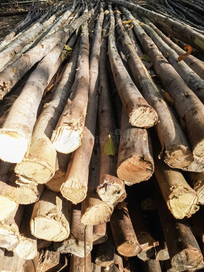 Stack of timber stock photo. Image of woodpile, forest - 86310088