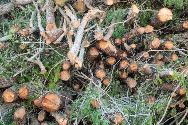 Stack of timber stock photo. Image of piled, forest - 109809234