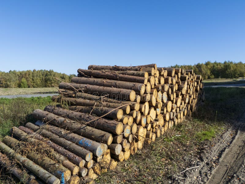 Stack of Timber Logs in a Clear Blue Sky, Surrounded by Greenery ...