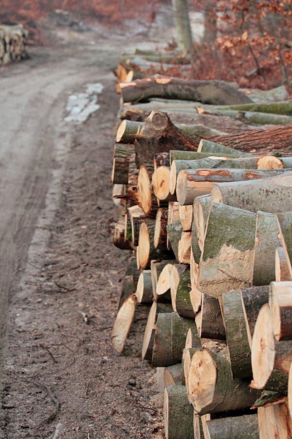 Stack of timber logs stock photo. Image of rural, material - 64485312