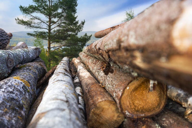 Stack of timber stock image. Image of pine, scandinavia - 69772539