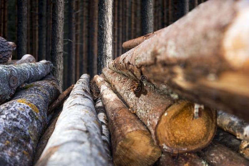 Stack of timber stock photo. Image of stack, tree, industry - 69772612