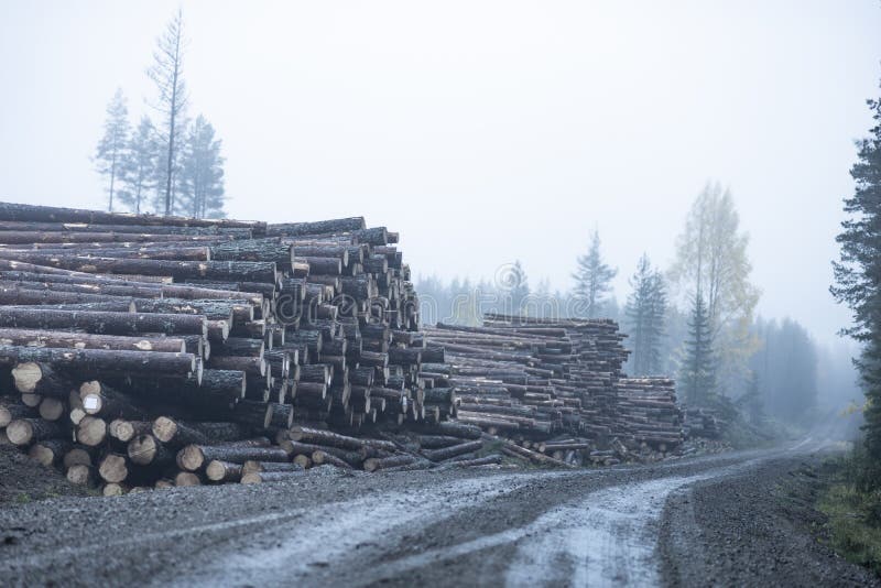 Stack of Timber by Wet Dirt Road Stock Photo - Image of forest, dirt ...