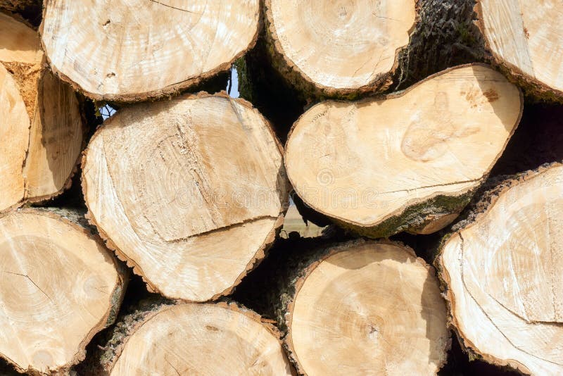 Stack of Tree Logs with Rings Stock Image - Image of circle, pile ...
