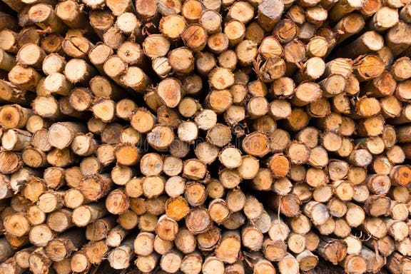 Stack of tree stump stock image. Image of natural, shape - 20832455