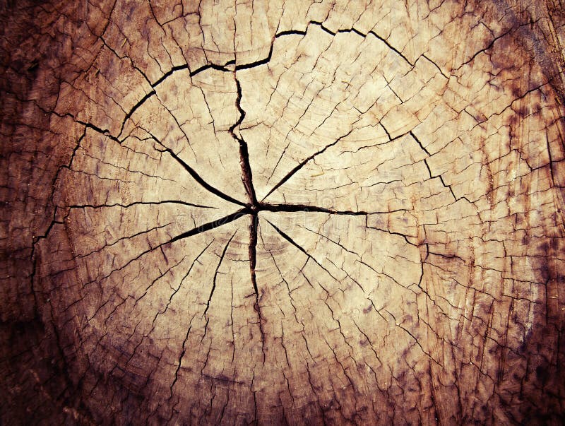 Stack of Tree Stump for Background Stock Photo - Image of forestry ...