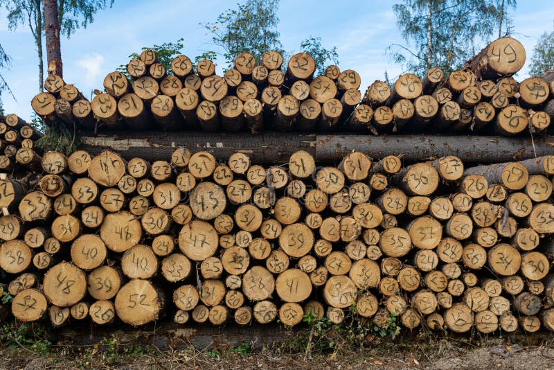 Stack of Cut Trees in Felling with a Handwritten Diameter on Each Stock ...
