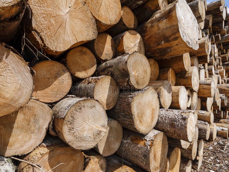 Stack of Tree Trunks Cut and Stacked Stock Photo - Image of fireplace ...