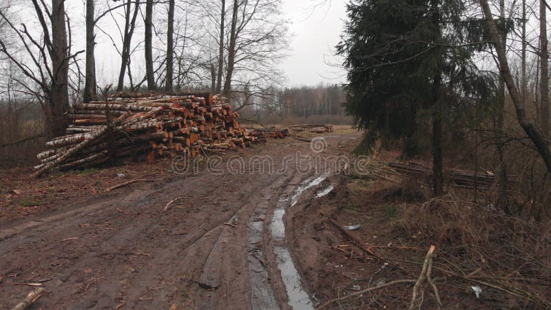 Stack of Tree Trunks on Edge of Forest Stock Image - Image of overcast ...