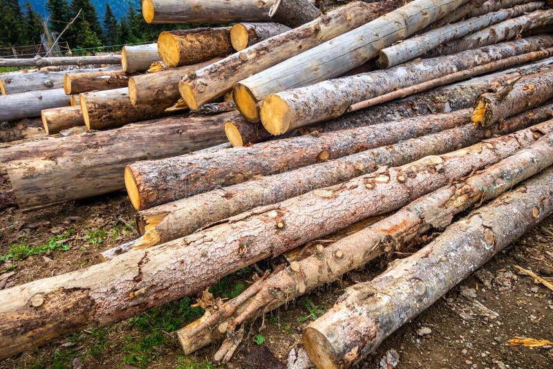 Stack of Tree Trunks. Texture Background Stock Image - Image of ...