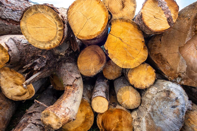 Stack of Tree Trunks. Texture Background Stock Image - Image of ...