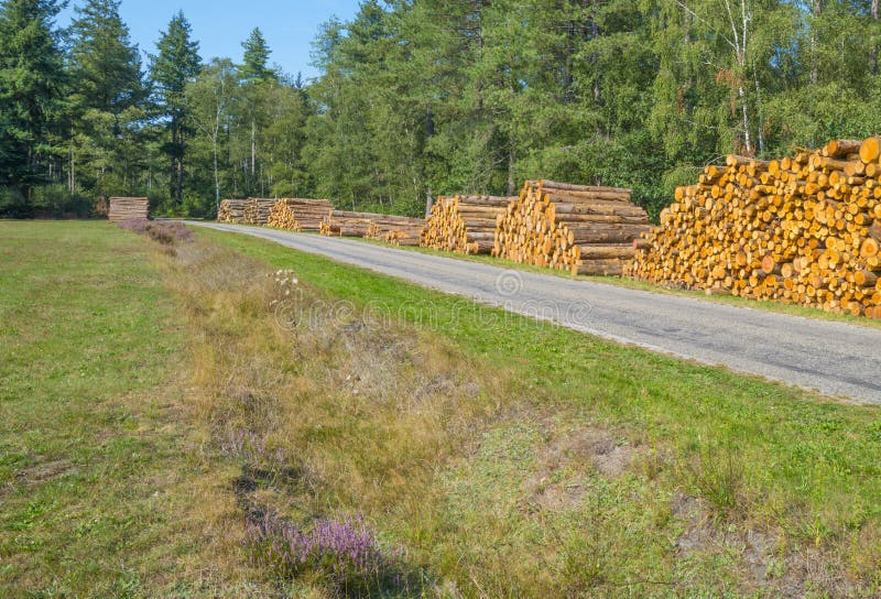Stack of Tree Trunks in a Sunny Forest in Summer Stock Photo - Image of ...