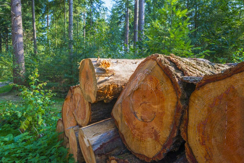 Stack of Tree Trunks in a Sunny Forest in Summer Stock Photo - Image of ...