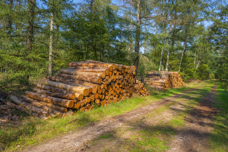Stack of Tree Trunks in a Sunny Forest in Summer Stock Image - Image of ...