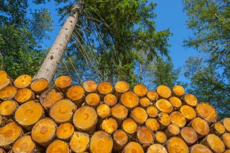Stack of Tree Trunks in a Sunny Forest in Summer Stock Photo - Image of ...