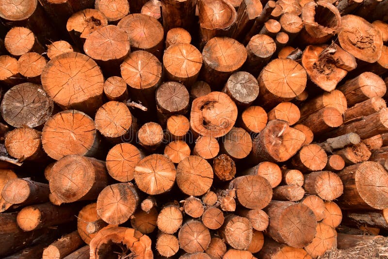 Stack of tree wood pattern stock photo. Image of pile - 163905784