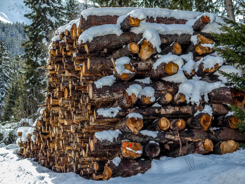 Stack of Trees in the Forest Stock Photo - Image of pile, repetition ...