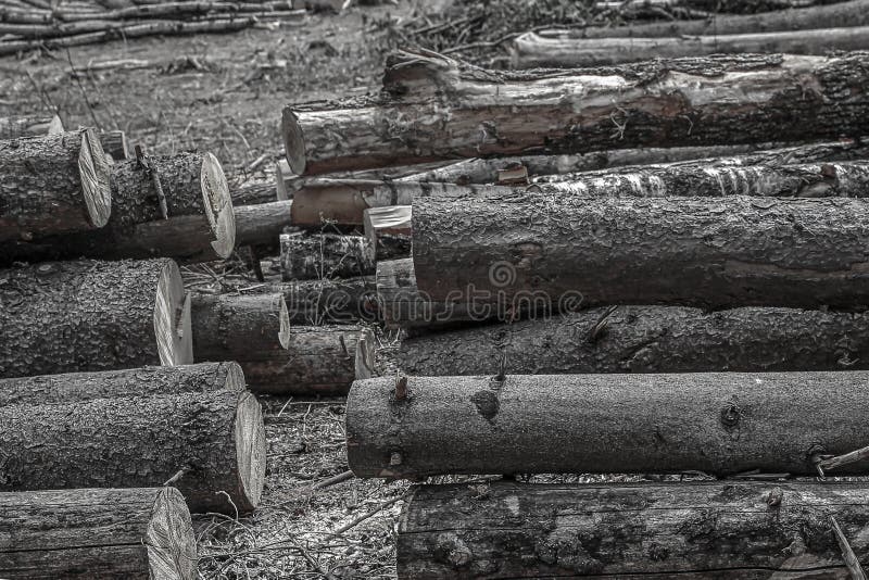 Stack Of Trees A Bunch Of Trunks A Smooth Cut End Of A Wood Texture ...