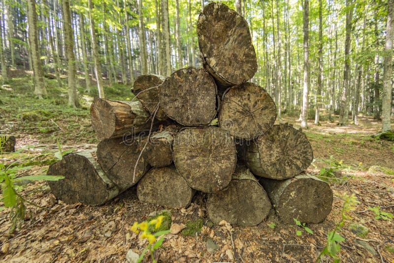 Stack of Trunks Arranged on the Wooded Path Stock Photo - Image of ...