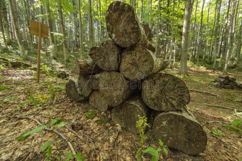 Stack of Trunks Arranged on the Wooded Path Stock Image - Image of ...