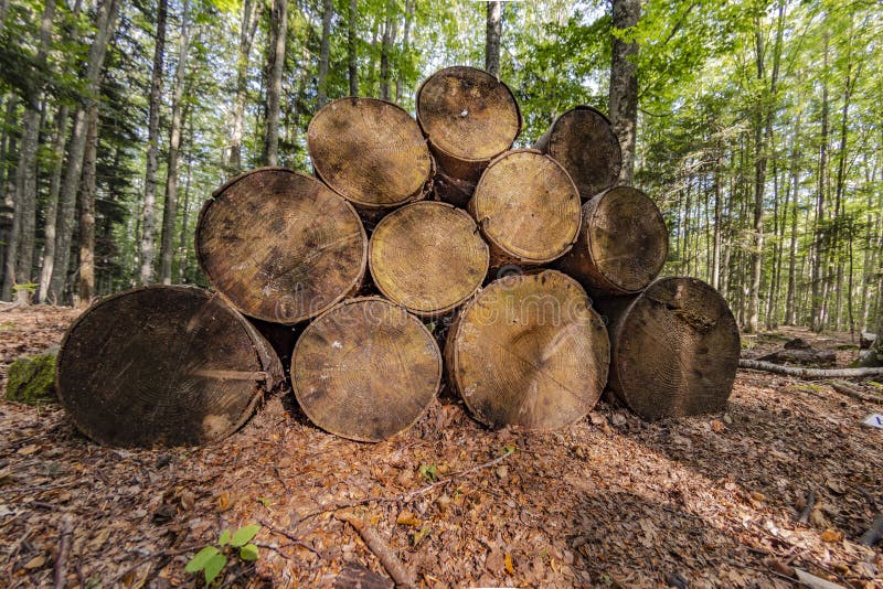 Stack of Trunks Arranged on the Wooded Path Stock Photo - Image of ...