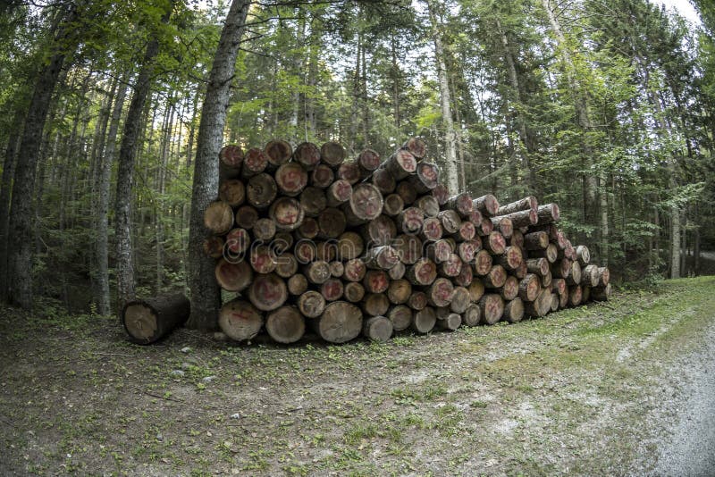 Stack of Trunks Arranged on the Wooded Path Stock Image - Image of ...