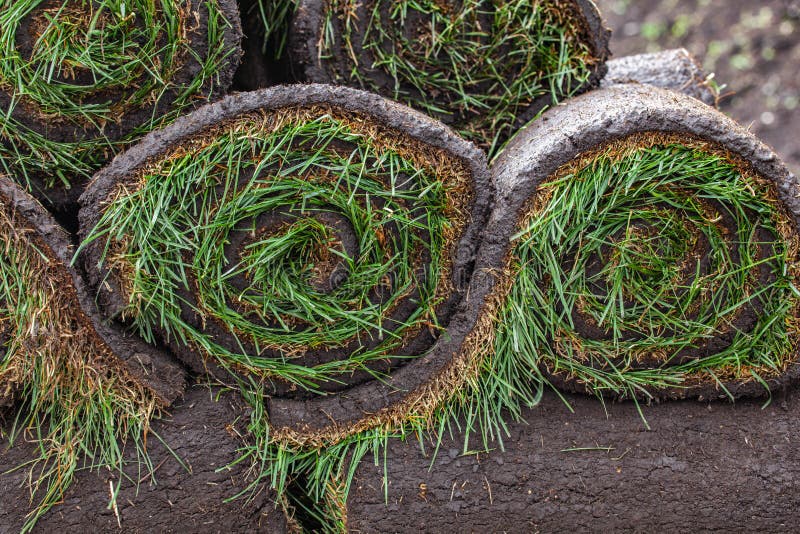 Stack of Turf Grass Roll for Lawn Stock Image - Image of detail, dirt ...