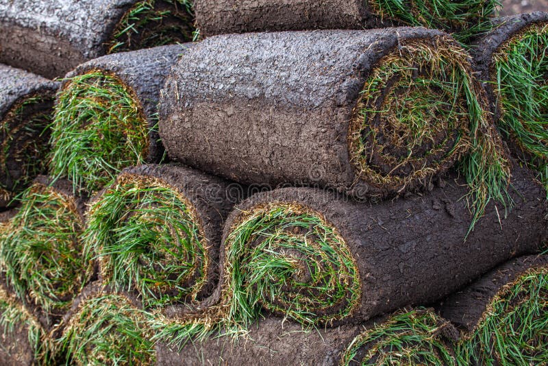 Stack of Turf Grass Roll for Lawn Stock Photo - Image of making, laying ...