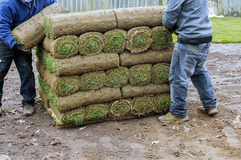 Stack of Turf Grass Rolls for a Lawn Fresh Grass To Decorate Landscape ...