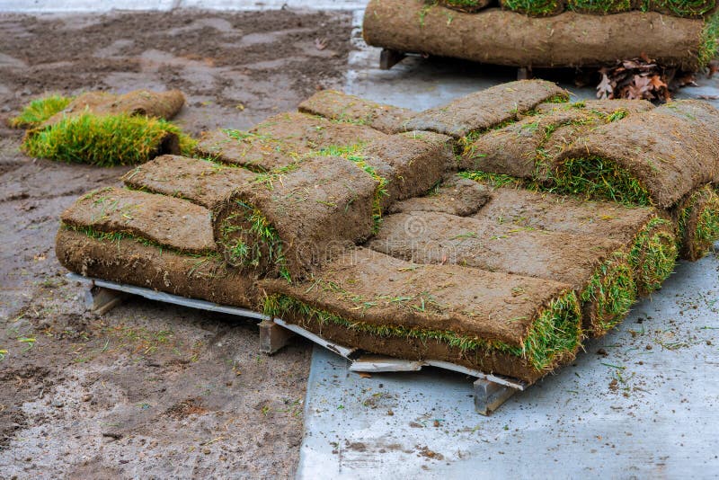 Stack of Turf Grass Rolls for a Lawn Fresh Grass To Decorate Landscape ...