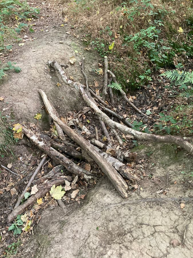 Stack of Twigs Lying on a Winding Forest Trail As a Crowing Bridge ...