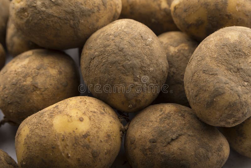 Stack of Unwashed Potatoes on a White Background Stock Image - Image of ...