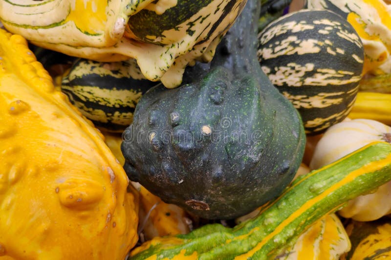 Stack of Various Cucurbits on a Market Stall Stock Photo - Image of ...