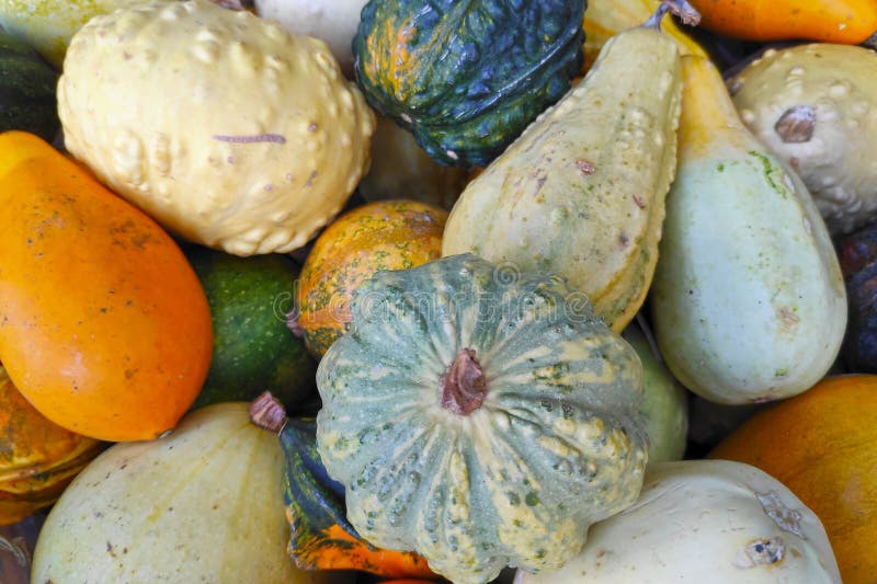 Stack of Various Cucurbits on a Market Stall Stock Photo - Image of ...