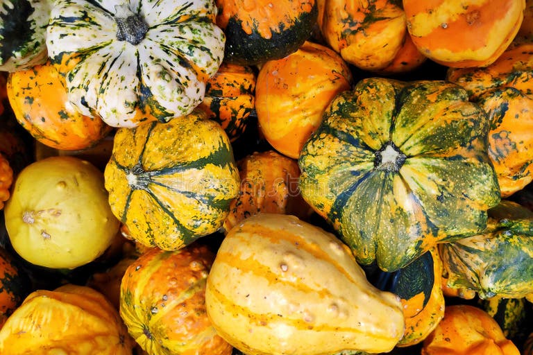 Stack of Various Cucurbits on a Market Stall Stock Photo - Image of ...