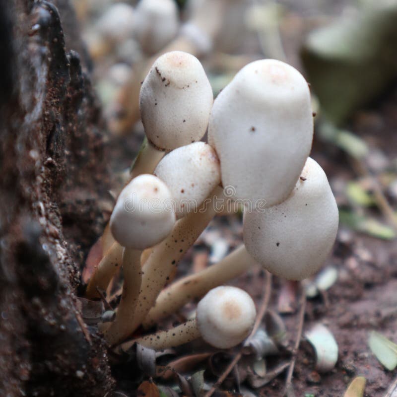 Stack of Mushroom Cubes in a Mushroom Farm Stock Photo - Image of ...
