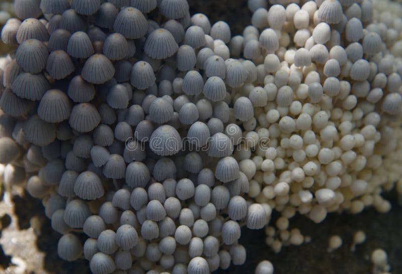 Stack of White Small Mushrooms Plants Natural Photo Stock Photo - Image ...