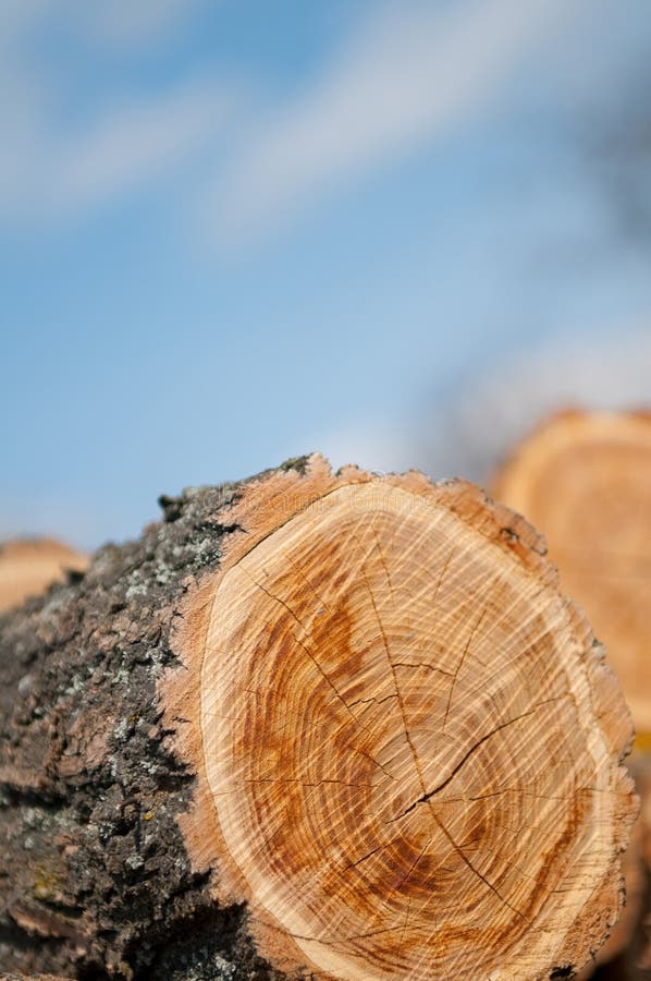 Stack of wood stock photo. Image of heap, rural, round - 61095012