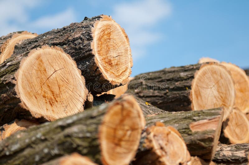 Stack of Pine Tree Wood in Forest Stock Photo - Image of smoke, rural ...