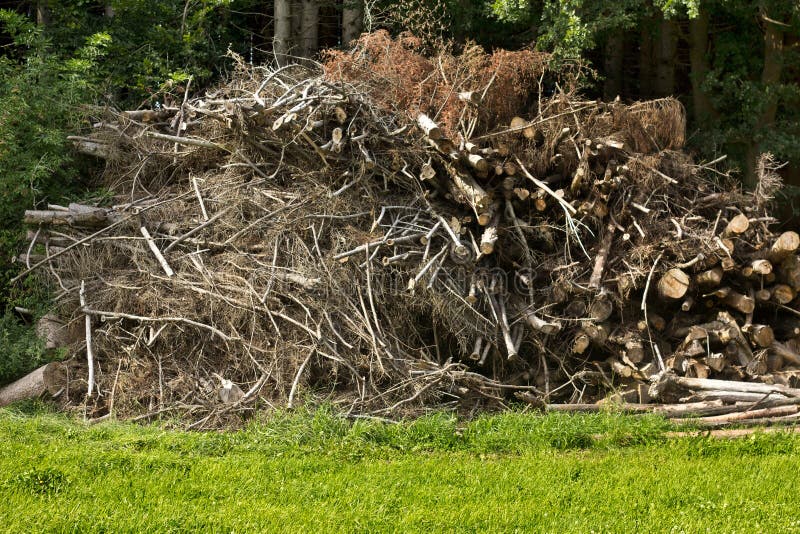 A stack of a wood stock image. Image of wood, tree, stack - 20721343