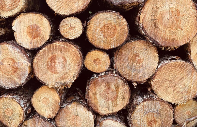 Stack of Wood Clos-up, How Many Trees ? Stock Image - Image of like ...