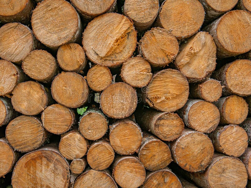 A Stack of Wood with Cut Tree Trunks Stock Photo - Image of nature ...
