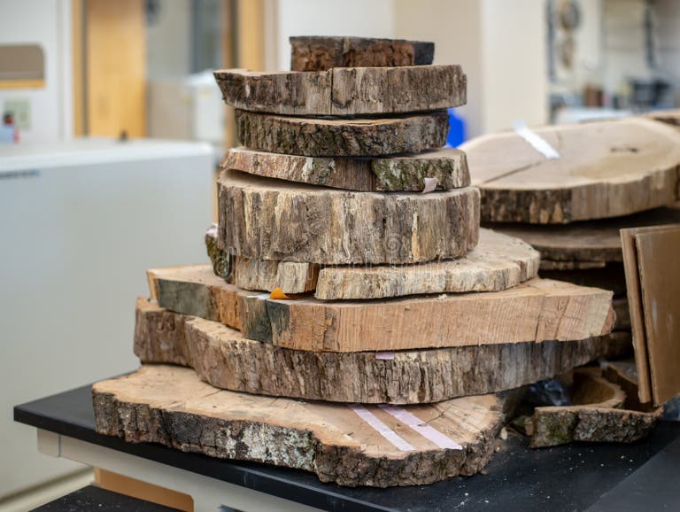 Dating Tree Ring Samples Stock Photos - Free & Royalty-Free Stock ...