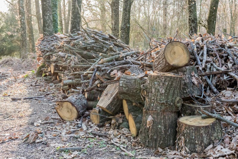Stack of Wood in the Forest Stock Photo - Image of industry, timber ...