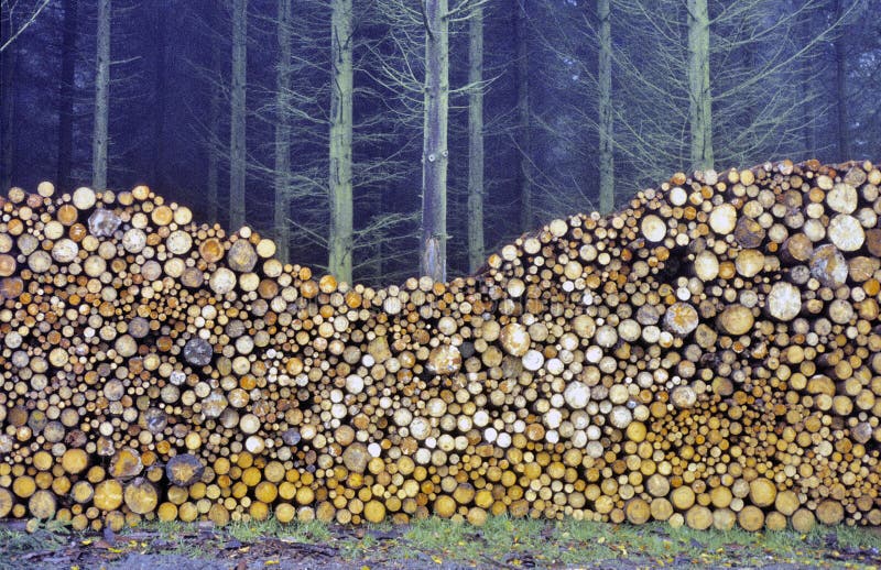 Stack of wood in a forest stock photo. Image of tree - 275001870