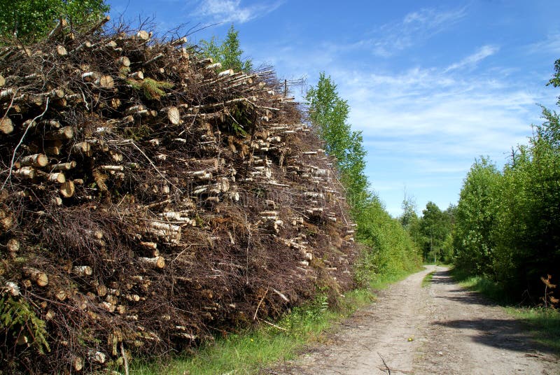 Stack of Wood Fuel by Forest Road Stock Photo - Image of logging ...