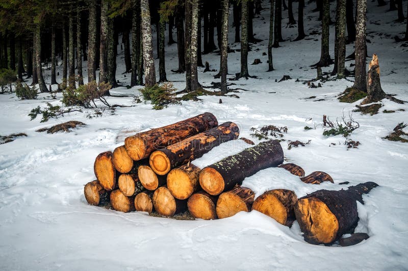 Stack of Wood Log on the Snow in Winter Forest Stock Image - Image of ...