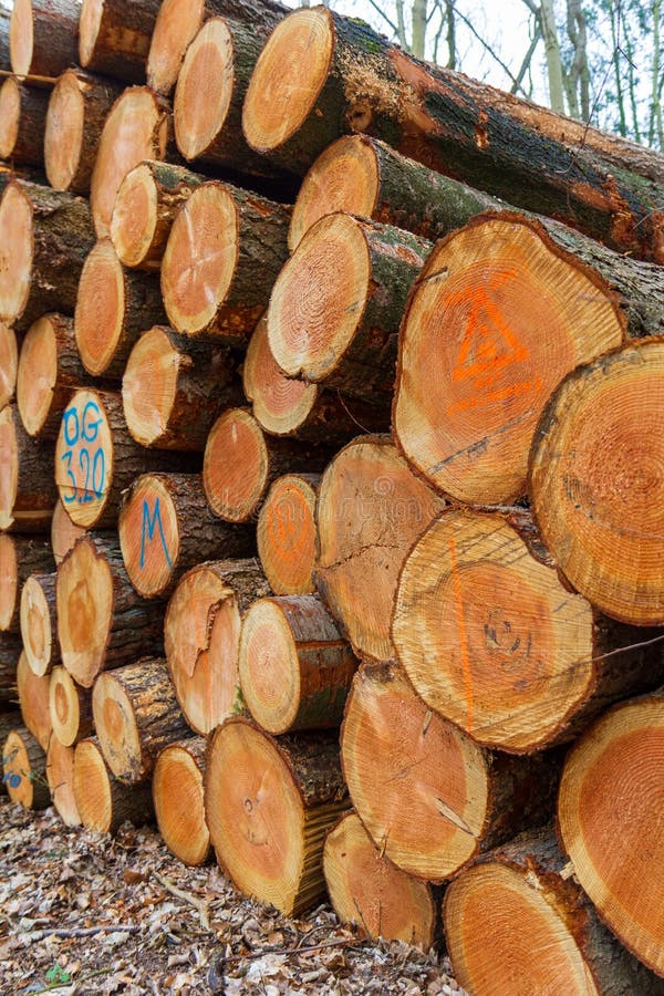 Stack of wood logs stock image. Image of textured, trunk - 237952419