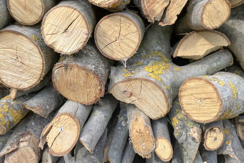 Stack of wood in nature stock photo. Image of background - 249587896